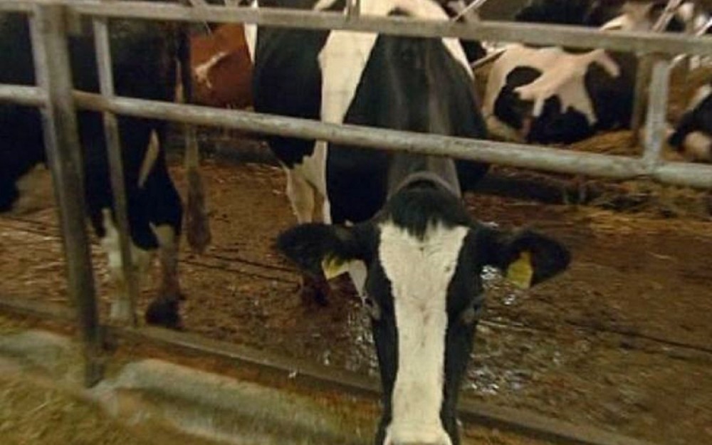 Bh. farmeri upozoravaju: Moguće masovno gašenje farmi u BiH - Posušje.info